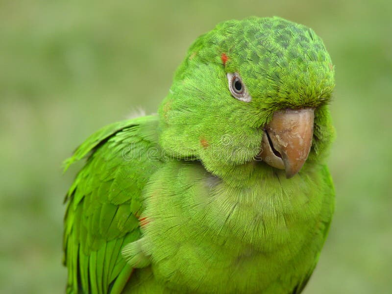 Green parrot in cage stock photo. Image of captivity, conservation ...