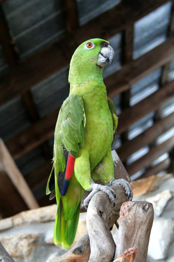 Green Parrot Picture. Image: 4956518