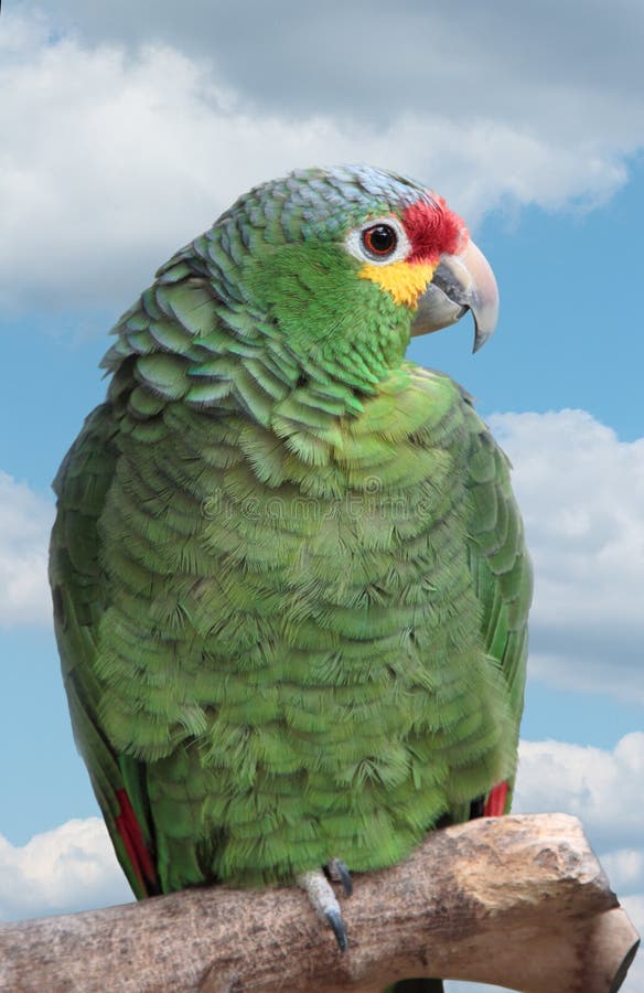 Green parrot stock photo. Image of beak, bright, macaw - 5007648