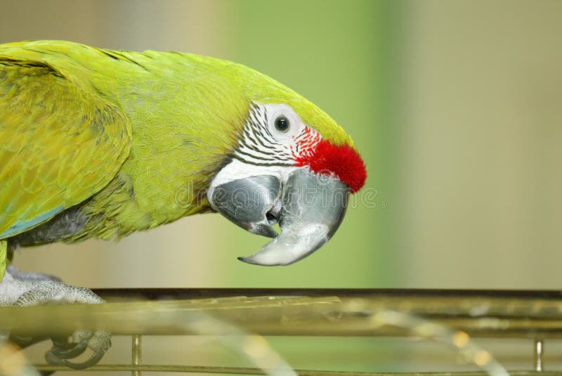 Green parrot stock photo. Image of nature, parrot, pecker - 8712712