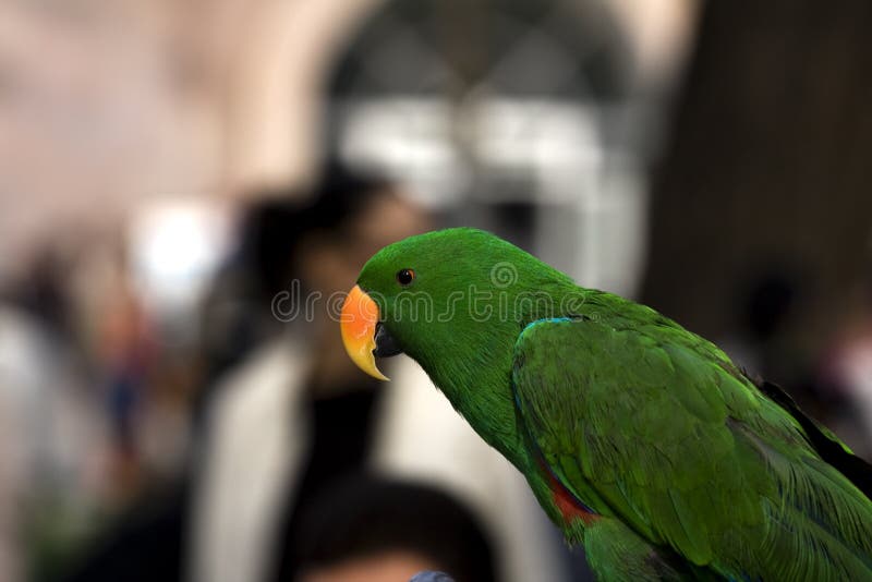Green parrot stock photo. Image of cute, nature, colorful - 9163746