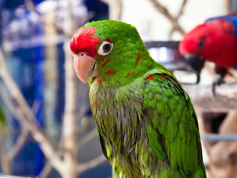 Green parrot bird stock photo. Image of pretty, bright - 20836466