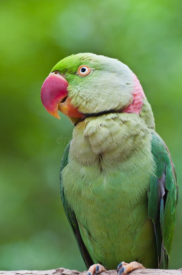 Green Parakeet stock photo. Image of feather, wildlife - 1778452