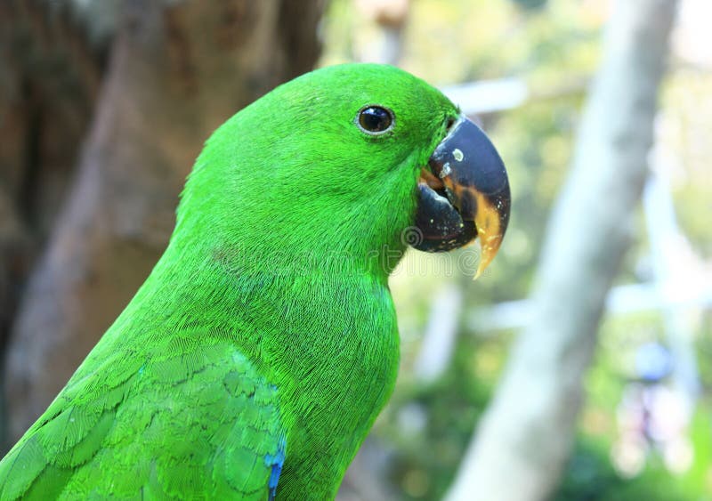 Green Parrot Bird stock image. Image of maccaw, cute - 46363233