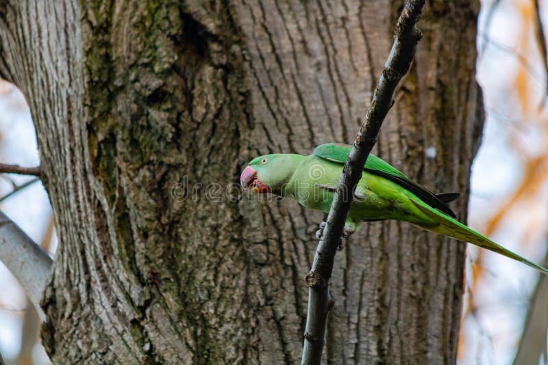 Parrot on Branch stock photo. Image of rainforest, perched - 59988362