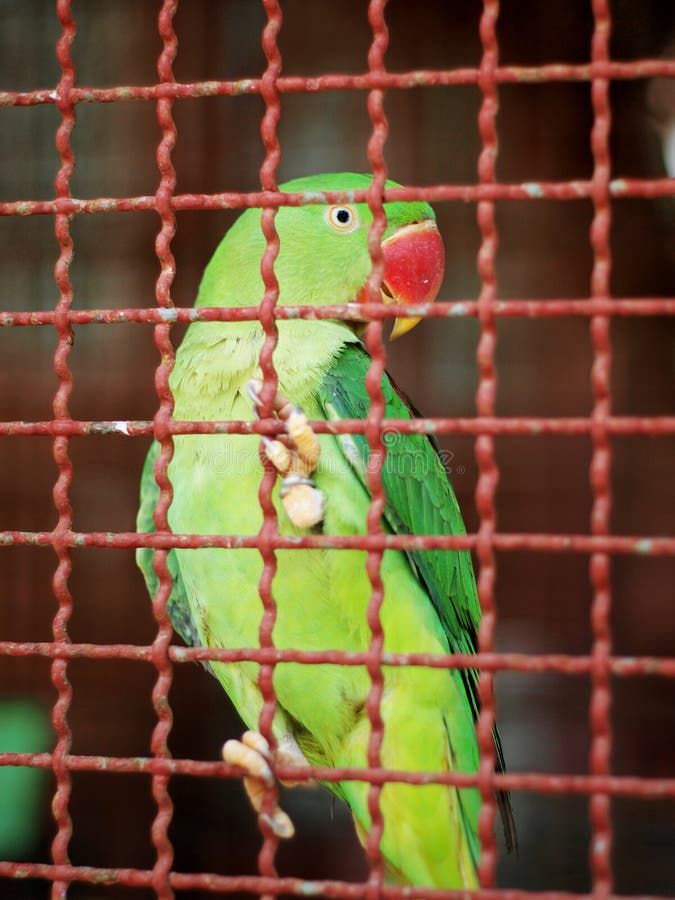 Green parrot in cage stock photo. Image of feathers, claws - 30516588