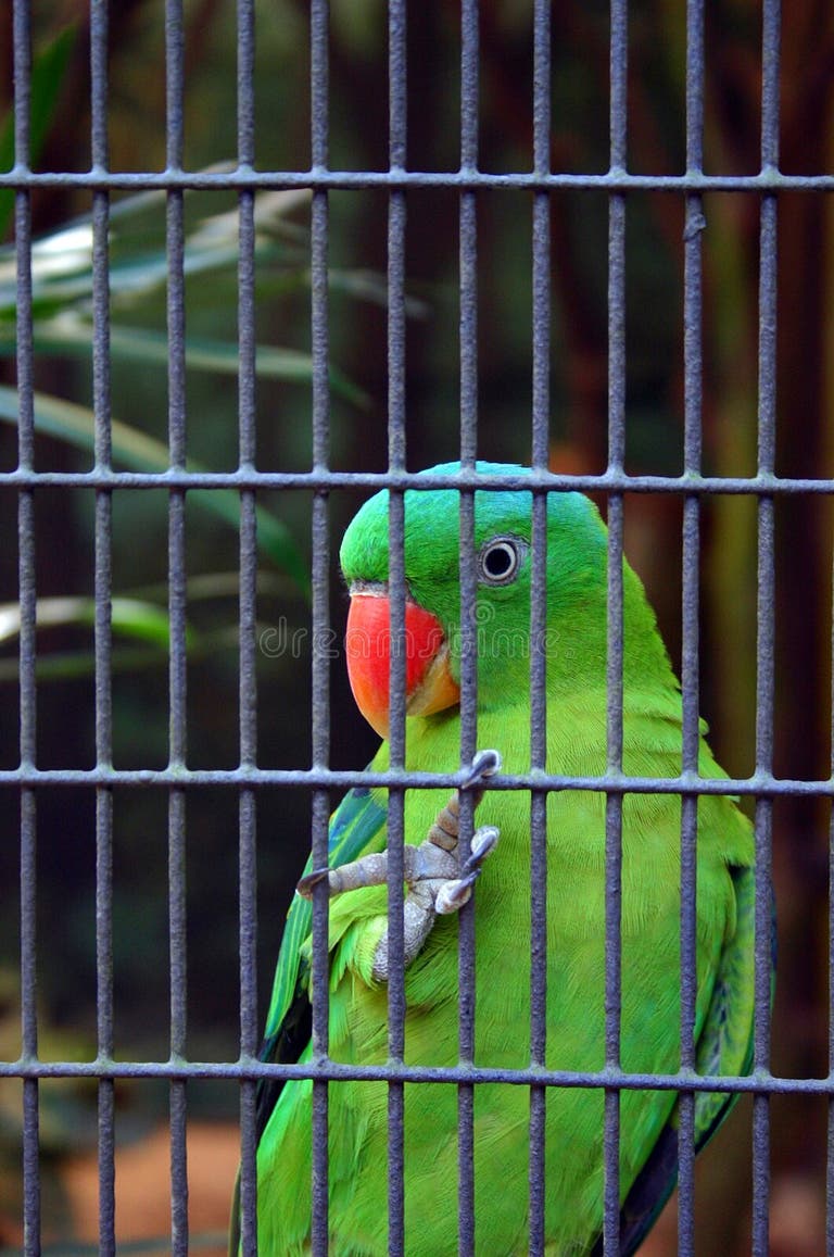 1,031 Break Cage Stock Photos - Free & Royalty-Free Stock Photos from ...