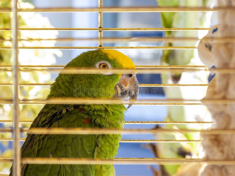 Green parrot in a cage stock photo. Image of closeup - 75384910