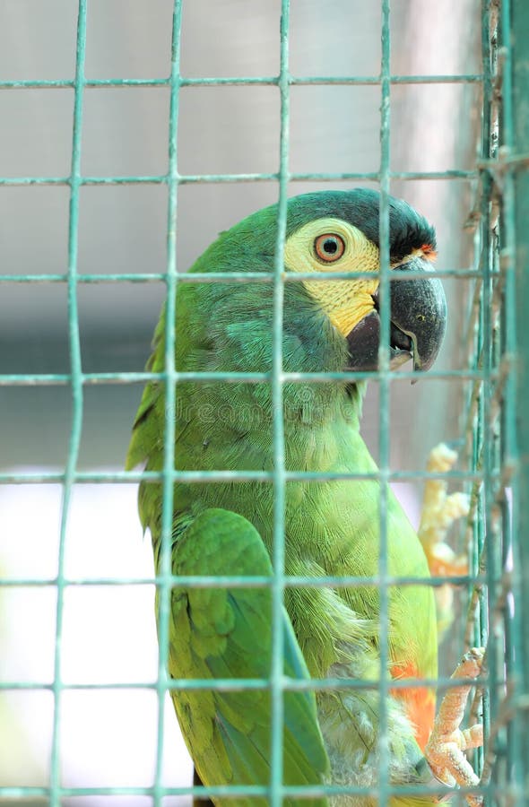 Sad Parrot In Cage Looks For Escape Stock Photo - Image of exotic ...