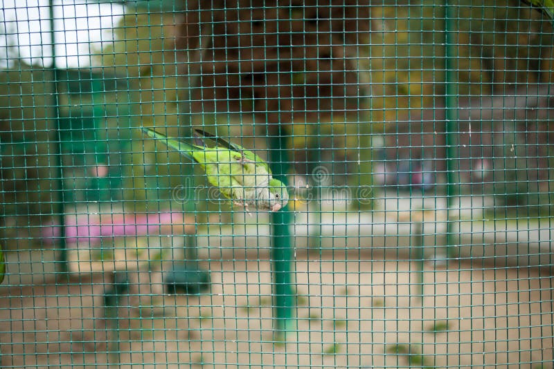 Green Parrot in a Cage in the Zoo Stock Photo - Image of cage, bird ...