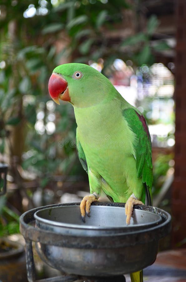 Green parrot stock image. Image of parrotlet, friends - 30809317