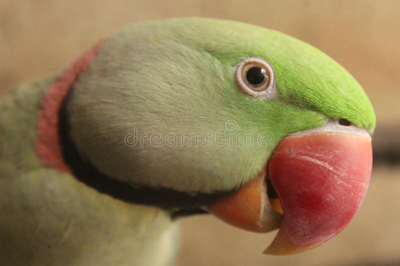 Green Parrot Closeup of Face with Red Beak Stock Image - Image of green ...