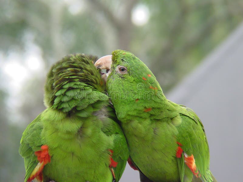 Green Parrot Couple 3 stock image. Image of cagebird, couple - 388199