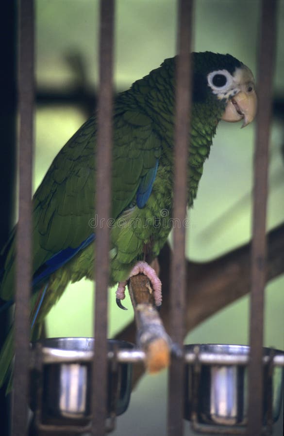 Green Parrot in Dominican Republic Stock Photo - Image of emprisonment ...