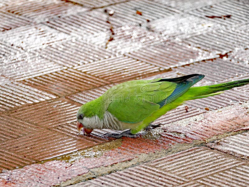Green Parrot Drinking Water from the Sidewalk Stock Photo - Image of ...