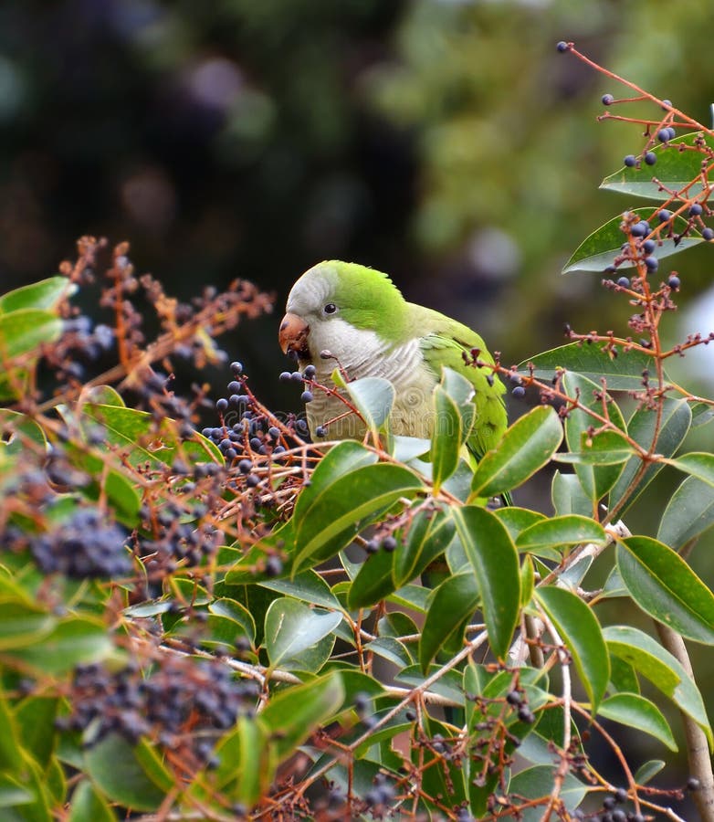 Green Parrot Eating Berries Stock Image - Image of eating, lovely: 23822509