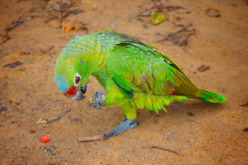 Green parrot eating corn. stock photo. Image of parrot - 17254308