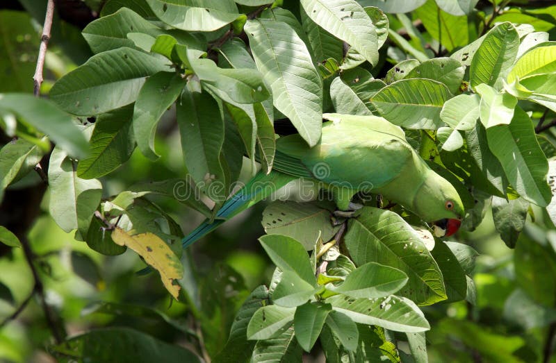A Green Parrot Eating Guava Stock Image - Image of intelligent, guava ...