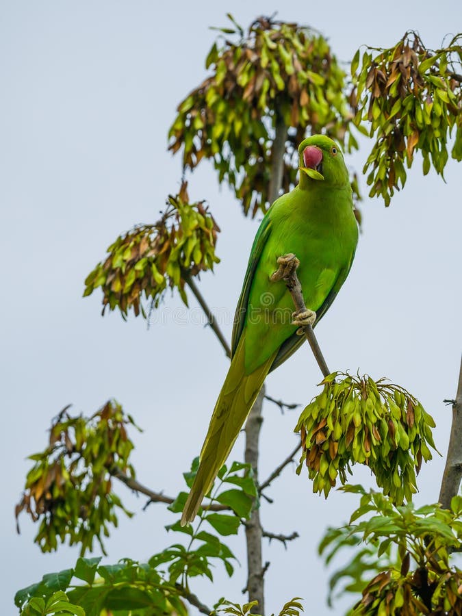 Green Parrot Eating Seeds on the Tree Top Stock Image - Image of eating ...