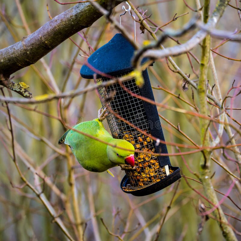 Green Parrot Eating Seeds on the Tree Top Stock Image - Image of eating ...