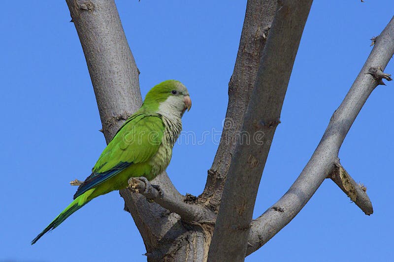 Athens Claw Arcade Greece Stock Photos - Free & Royalty-Free Stock ...