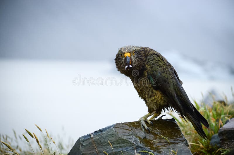 Green Parrot Holding Trash stock photo. Image of wildlife - 280053646