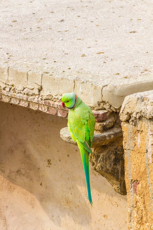 Indian Green Parrot Stock Photos - Download 609 Royalty Free Photos