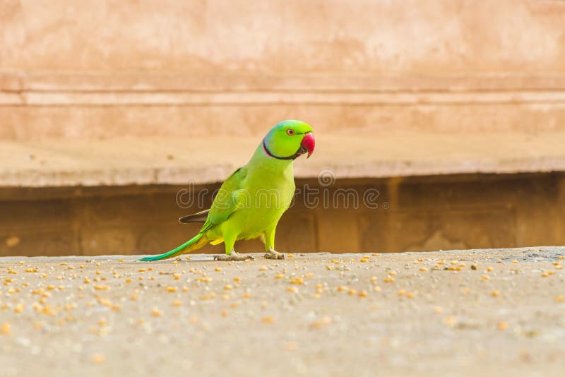 Green Parrot in India stock photo. Image of rajasthan - 85542416