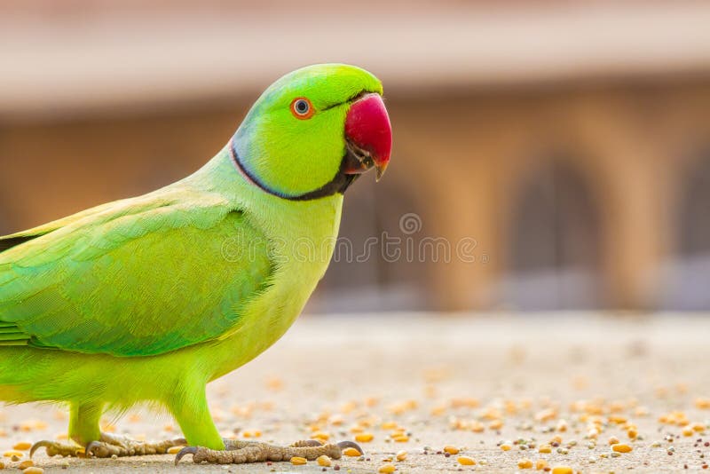 Green Parrot in India stock image. Image of wall, necked - 85542463