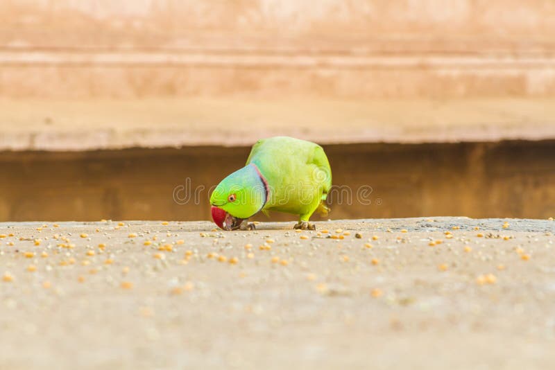 Green Parrot in India stock image. Image of nature, temple - 85542557
