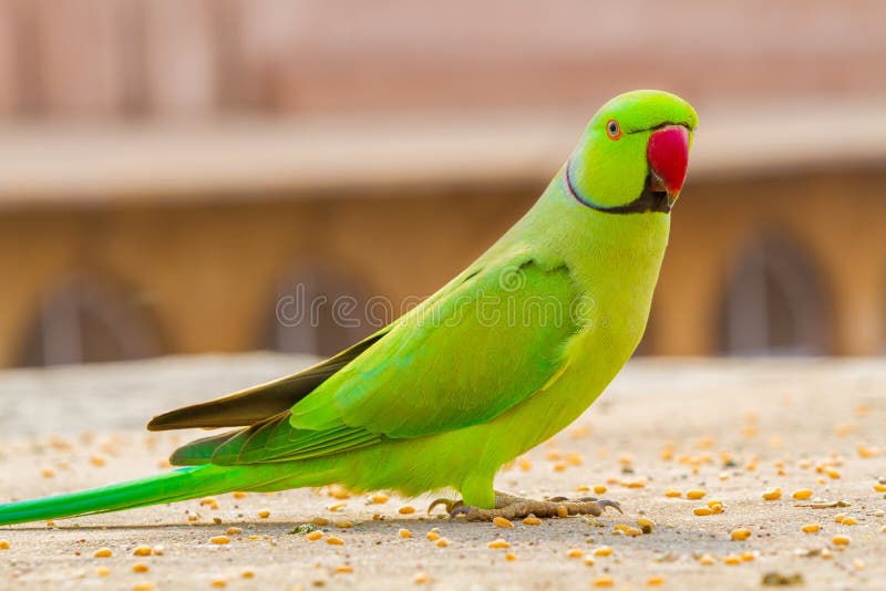 Green Parrot in India stock photo. Image of sandstone - 85542624