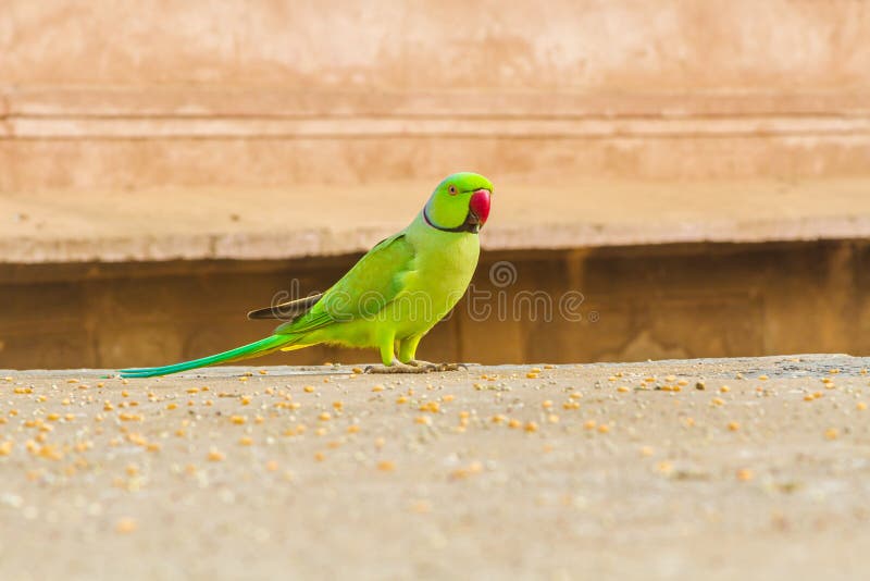 Green Parrot in India stock image. Image of bright, sandstone - 85542635