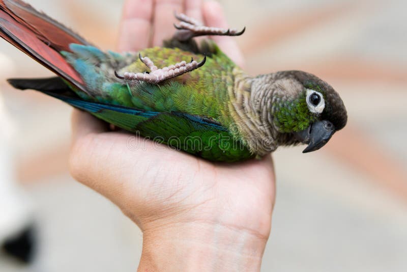 Parrot laying on hand stock photo. Image of animal, bird - 128838034