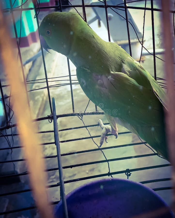 Green parrot in cage stock photo. Image of captivity, conservation ...
