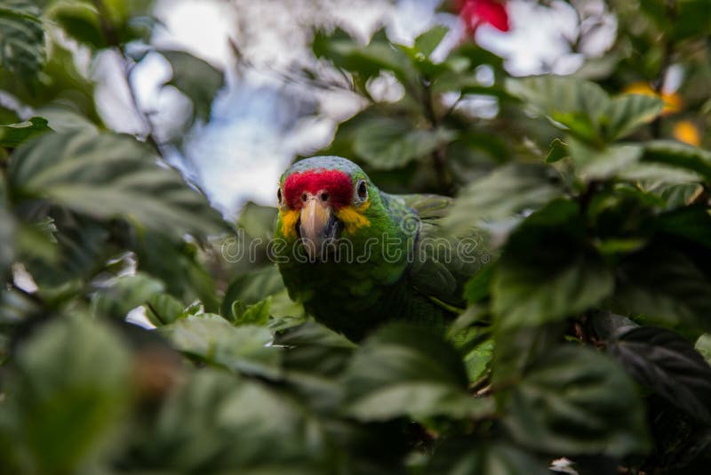Green parrot stock image. Image of endanger, adventure - 37407611