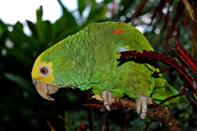 Green parrot, Mexico stock image. Image of beak, mexico - 23055449
