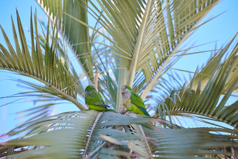 Green Parrot Parakeet on a Palm Tree Stock Image - Image of color ...