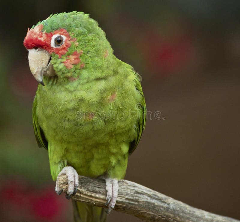 Green parrot stock image. Image of peruvian, perch, rain - 41322155