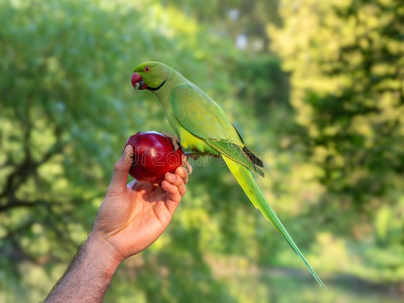 Green Parrot Perched on Hand Holding Red Apple Stock Photo - Image of ...
