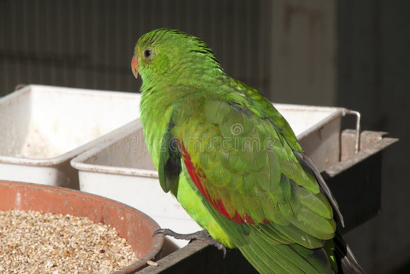 Green Parrot Perched on Table with Feed Trays in Aviary Stock Image ...