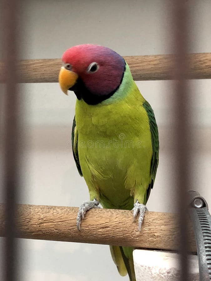 A Parrot Bird with Orange Fur Color Was Perched in a Cage Stock Image ...