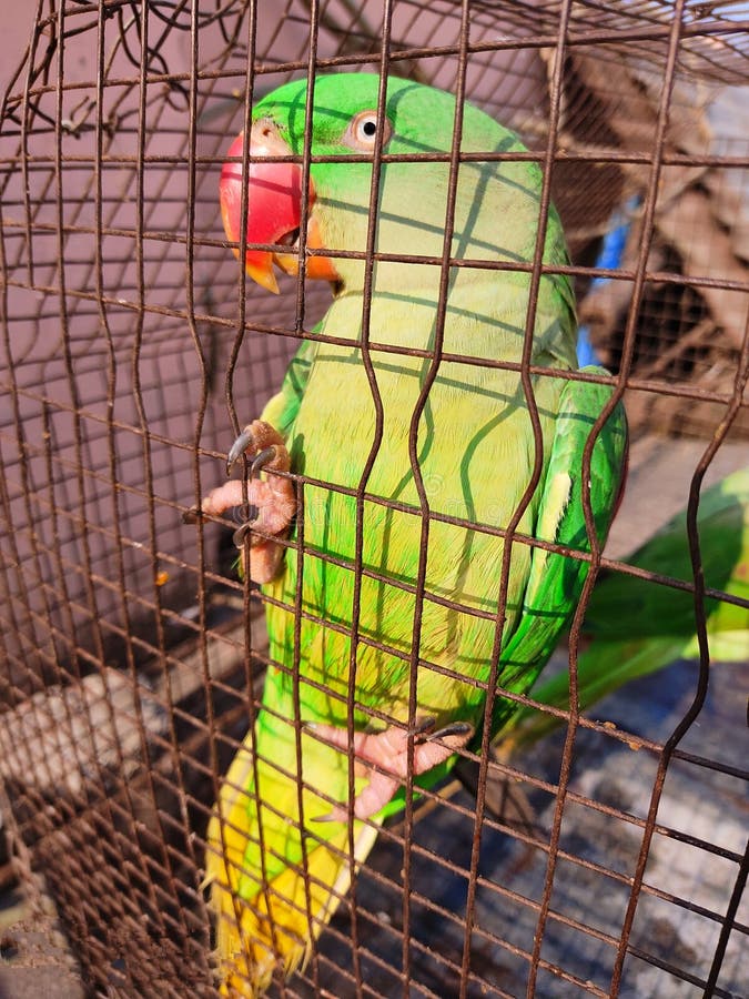 A Green Parrot in a Prison India Stock Image - Image of prison, indian ...