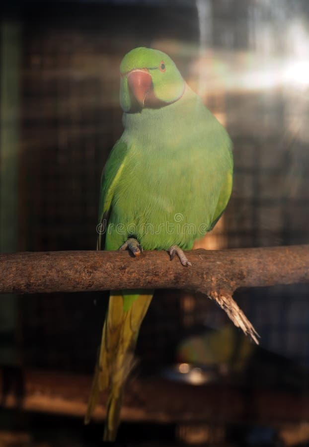 Green Parrot Psittacula Krameri at Sun Rays Stock Image - Image of wild ...