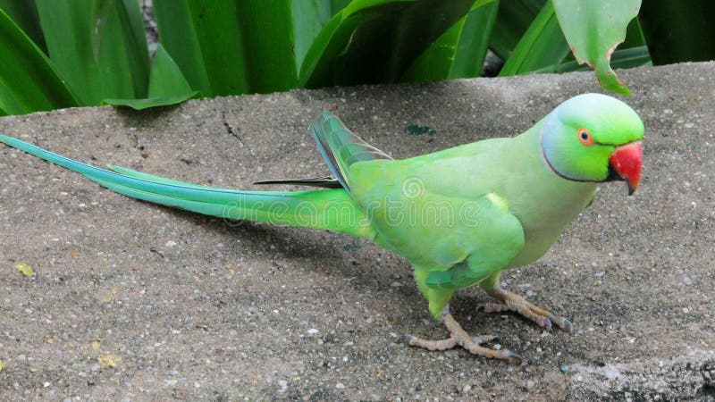 Indian Ringneck Parakeet. Green Parrot with Red Beak Stock Image ...