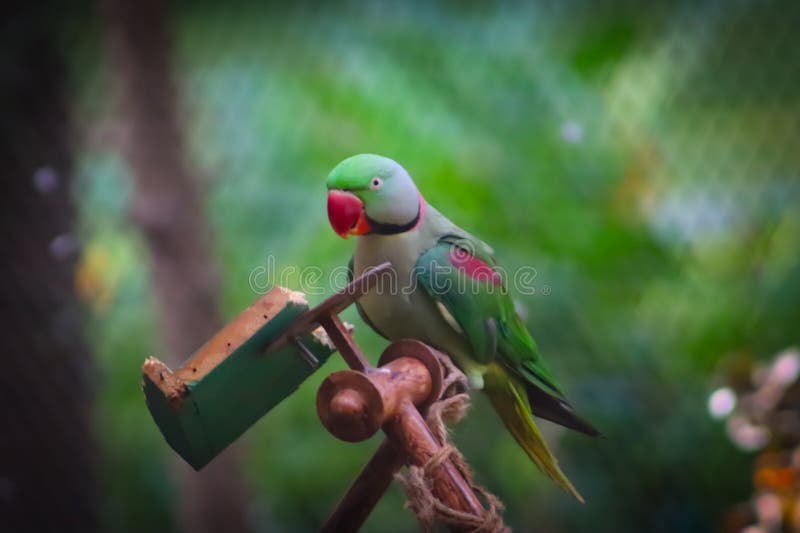 Green Parrot with Red Beak Sitting on the Wood Stock Photo - Image of ...