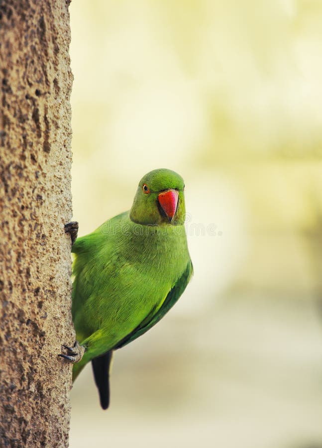 Indian Ringneck Parakeet. Green Parrot with Red Beak Stock Image ...
