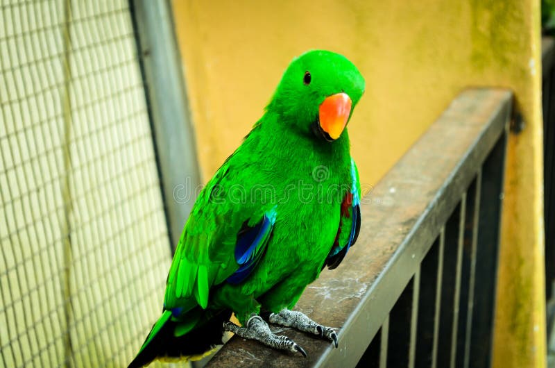 Green Parrot Resting on Handrail Stock Image - Image of color ...