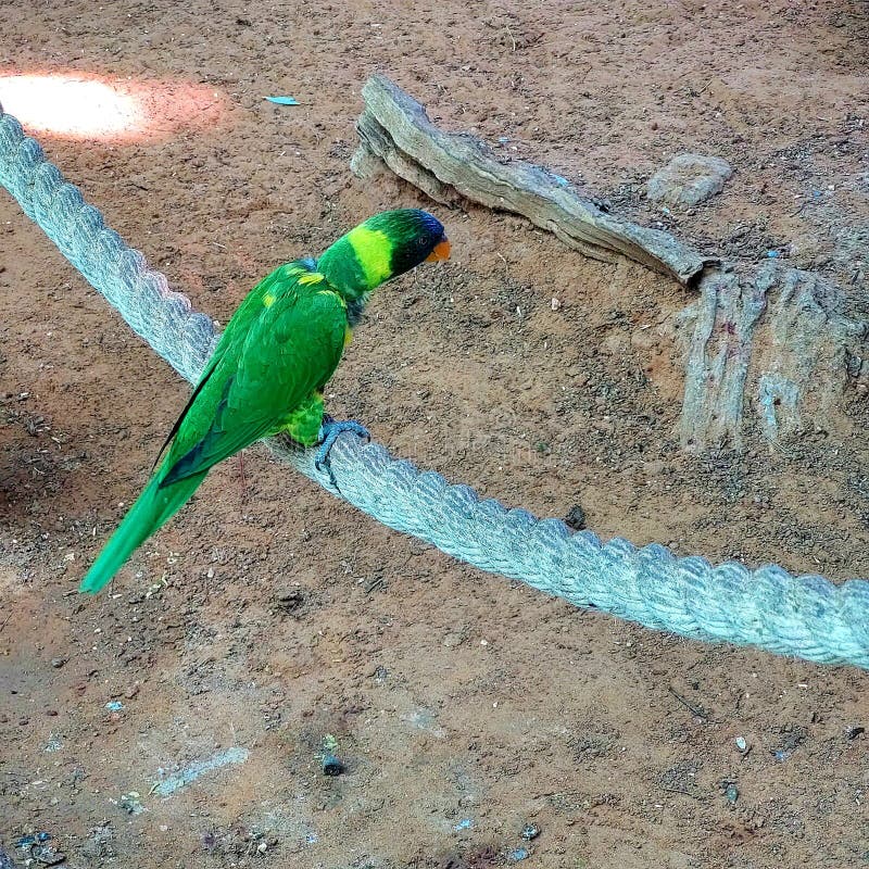 Parrot on a rope stock photo. Image of wild, nicaragua - 671792