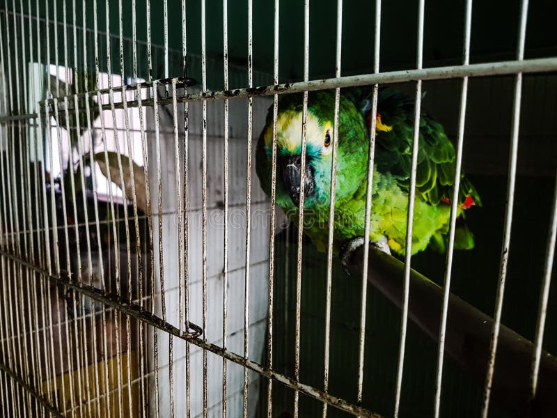 Caged Parrot Stock Images - Download 526 Royalty Free Photos