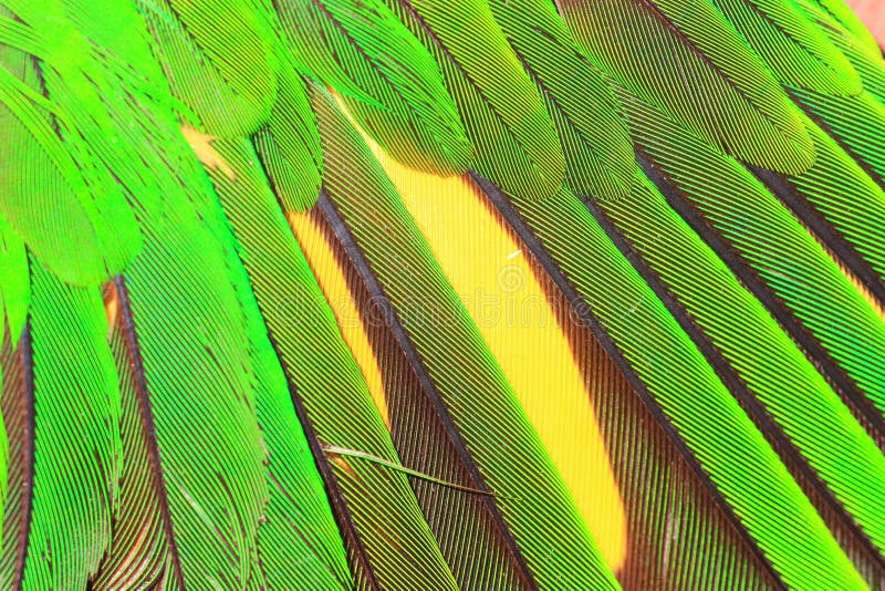 Green parrot s feather stock image. Image of feather - 51998285